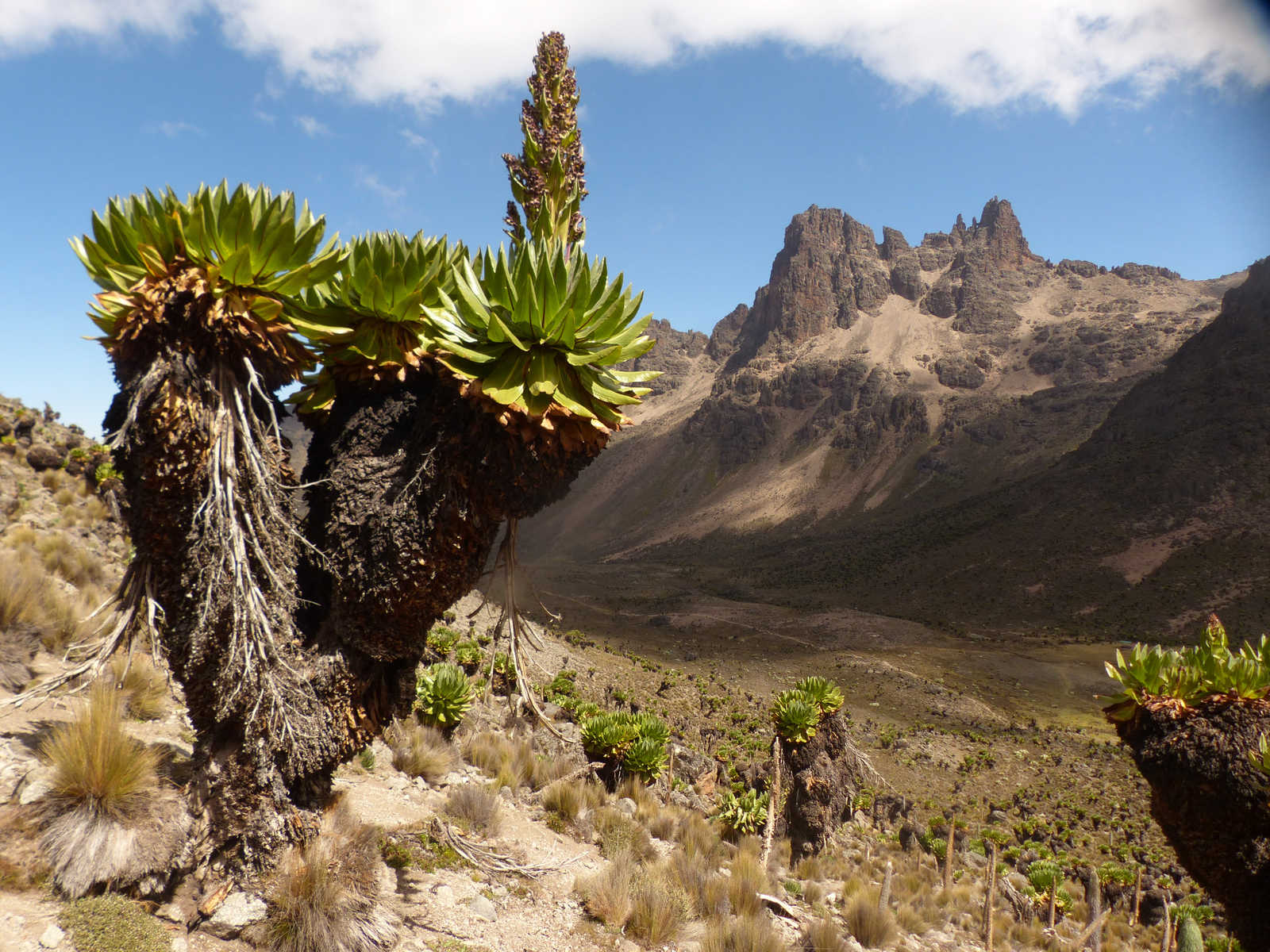 Ascension du Mont Kenya par la pointe Lenana - Voyage Kenya | Atalante