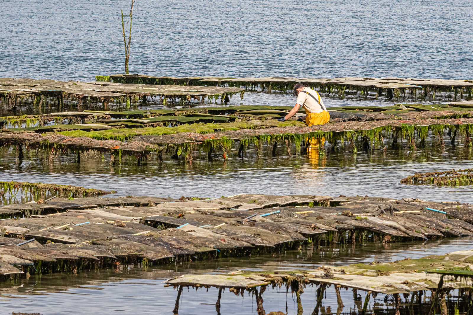 Immersion dans le Golfe du Morbihan - Voyage Bretagne | Atalante