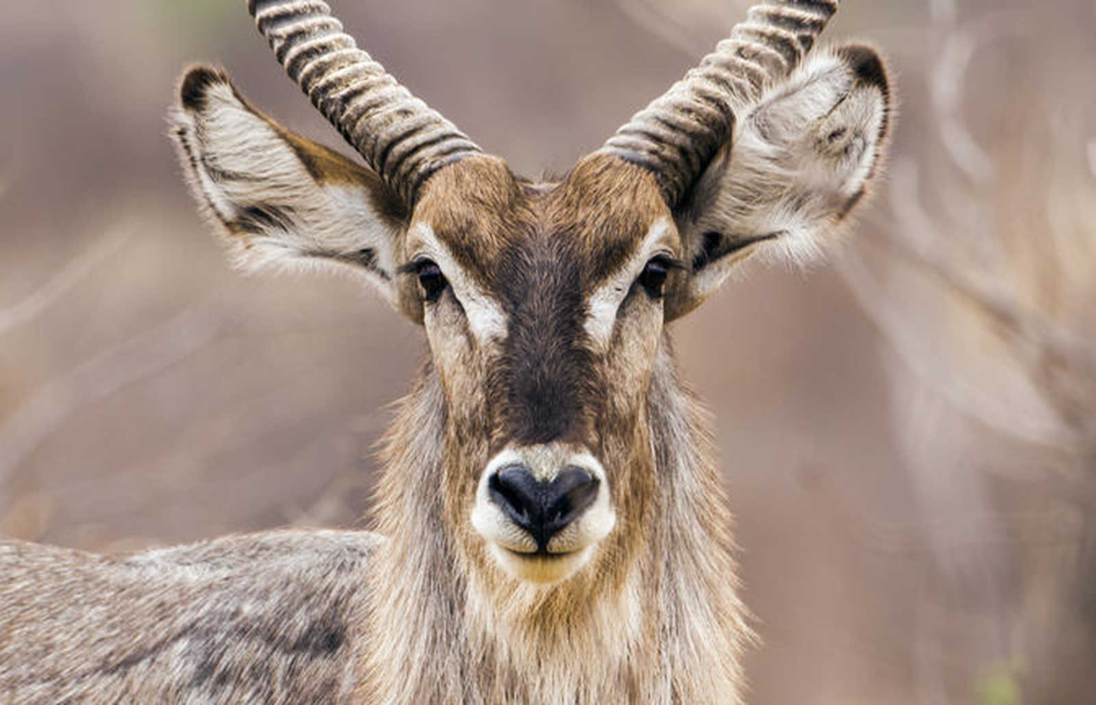 Turaco Trail, l’écrin secret du Zimbabwe - Voyage Zimbabwe | Atalante