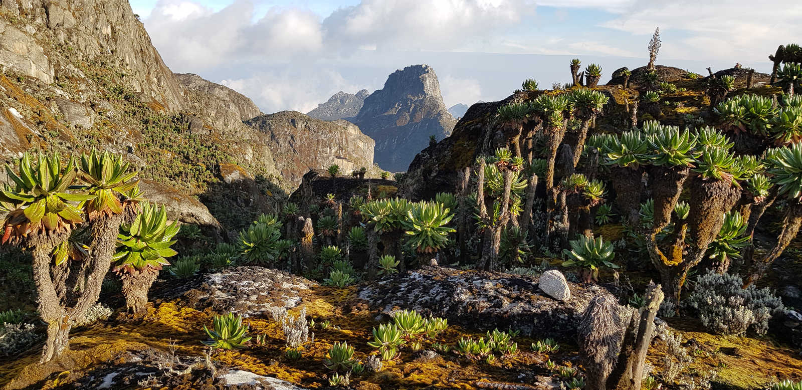 Ascension du Ruwenzori : conquête des montagnes de la lune - Voyage ...