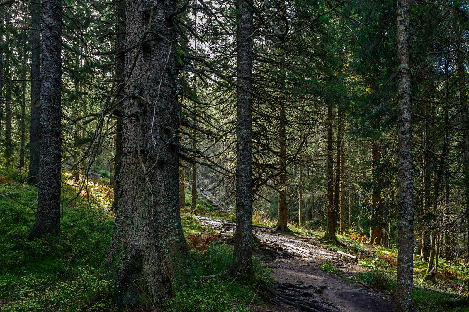 Sentiers secrets de la Haute Forêt Noire - Voyage Allemagne | Atalante