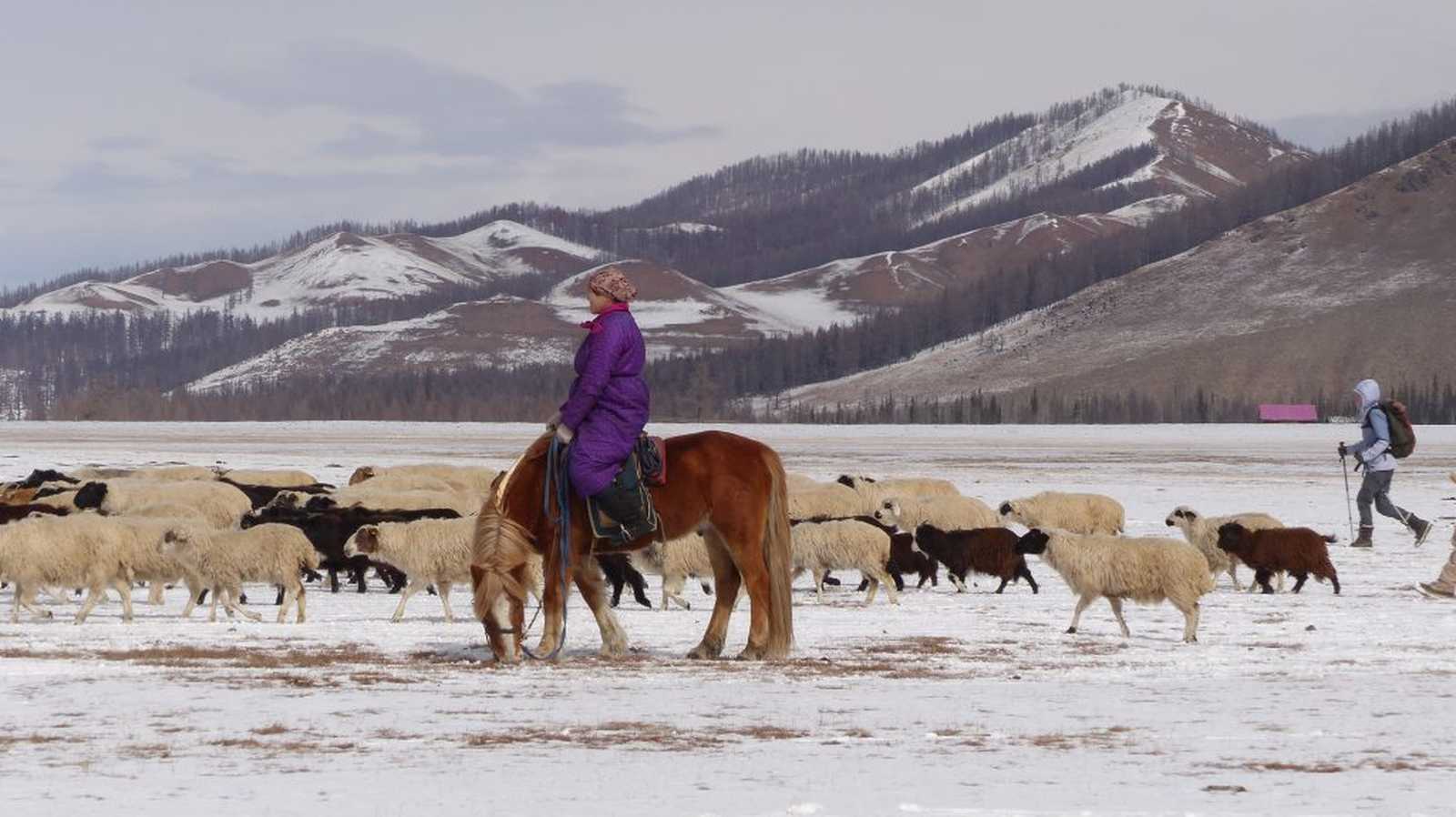 Transhumance avec les nomades et lac Khovsgol en glace - Voyage Mongolie | Atalante