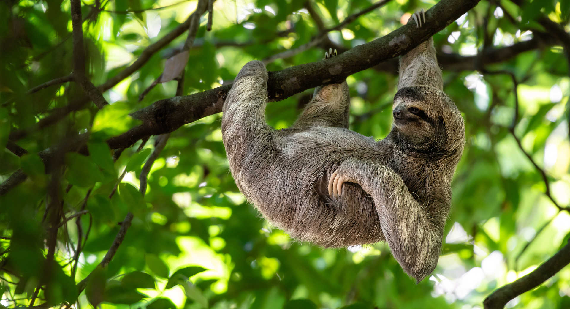 7 animaux à observer lors de votre voyage au Costa Rica