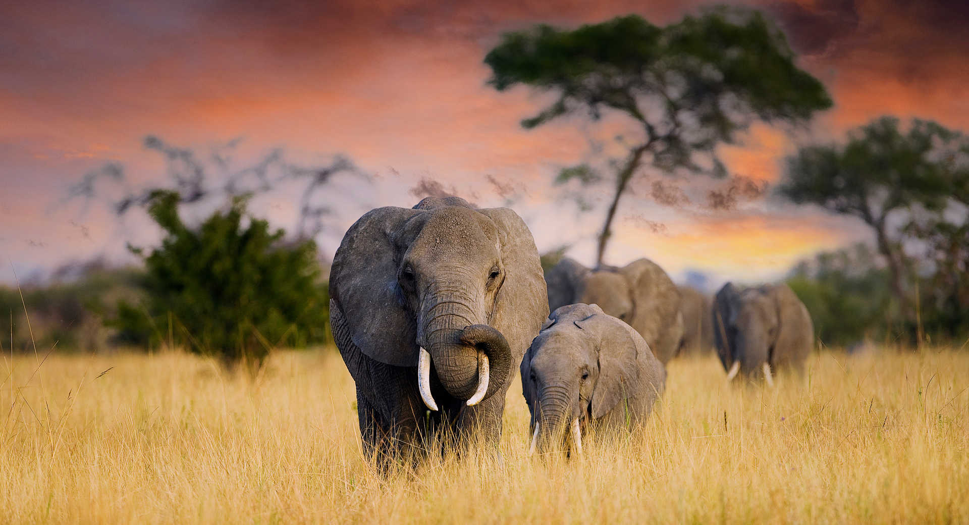 Voyage sur mesure en Tanzanie : circuits avec safari et trek