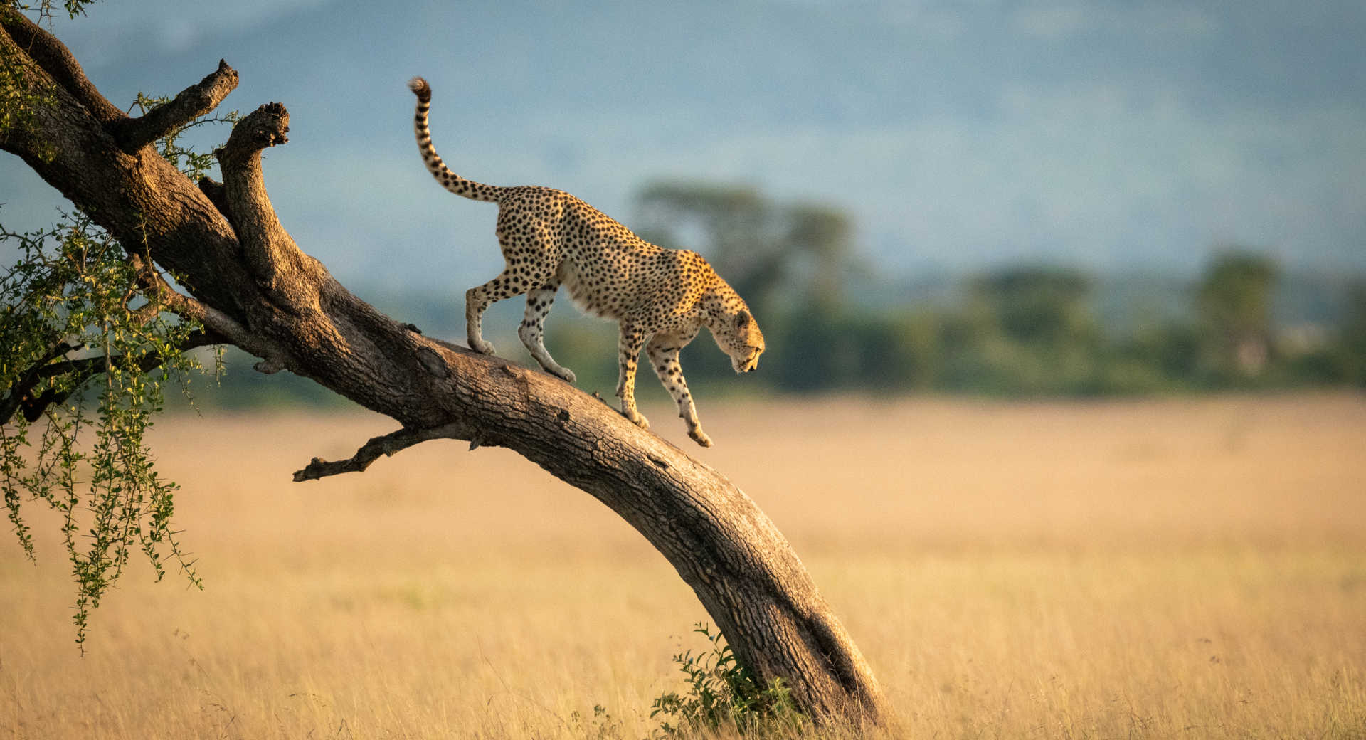 Nos Conseils pour un Safari en Afrique | Atalante