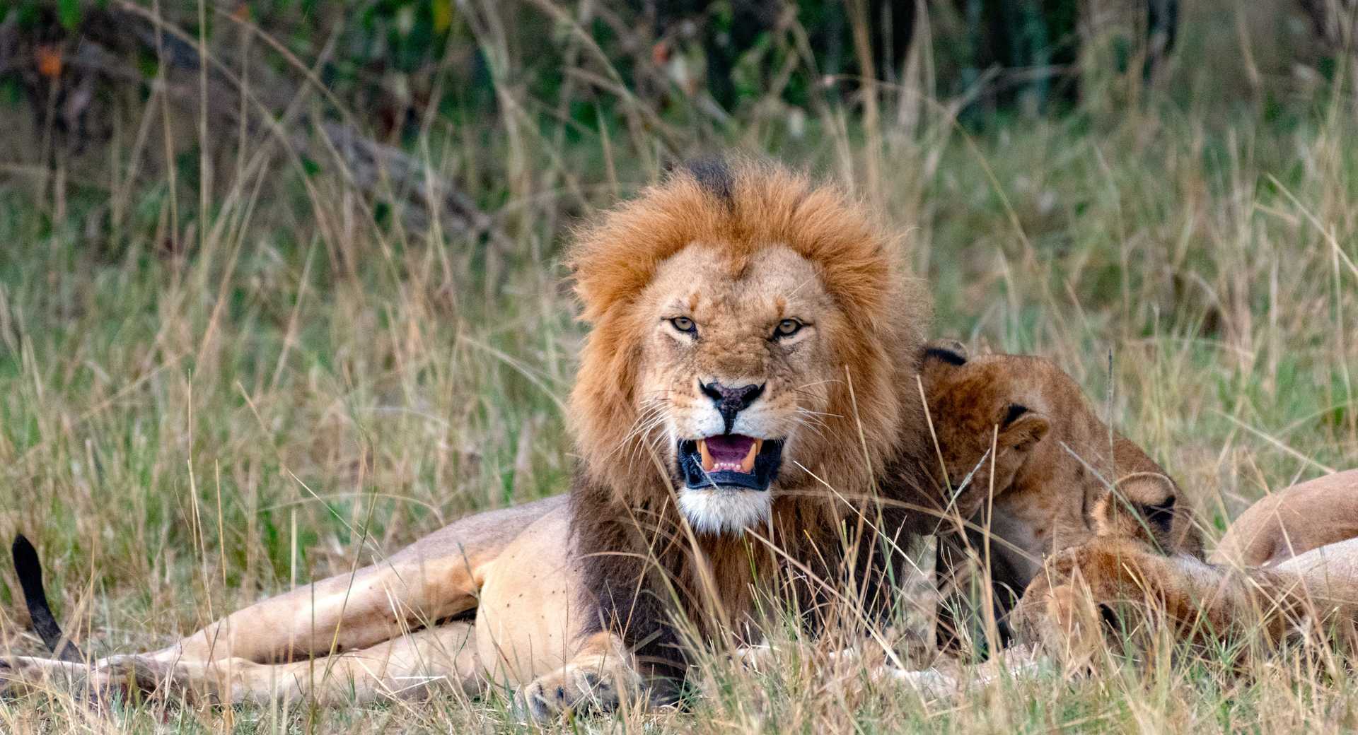 Voyage sur mesure au Kenya : safari dans la nature sauvage et immersion ...